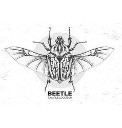 Realistic hand drawing shield beetle artistic bug Vector Image