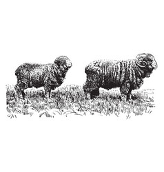 Merino Vector Images (over 100)