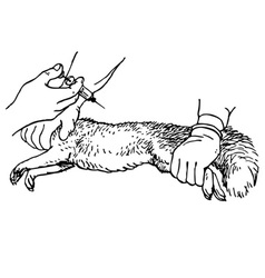 Shropshire sheep Royalty Free Vector Image - VectorStock