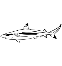 Shark & Outline Vector Images (over 250) - VectorStock