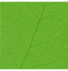 Leaf Vector Images (over 410,000) - VectorStock