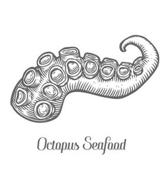 Octopus Vector Images (over 6,400)