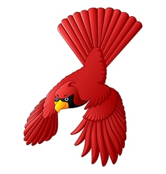 Cardinal Bird Flying Animation Royalty Free Vector Image - VectorStock