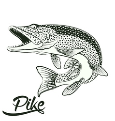 Vintage pike fishing emblems and logos Royalty Free Vector
