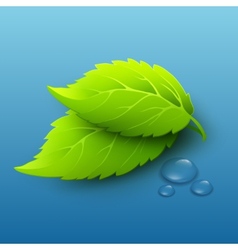 Water drop and leaf Royalty Free Vector Image - VectorStock