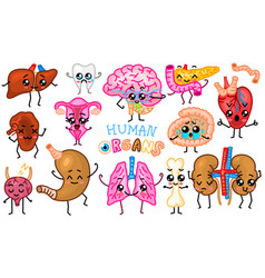 Human organs system medical body anatomy man Vector Image