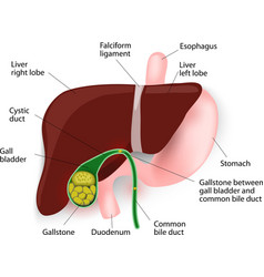 Cartoon of Human gallbladder anatomy Royalty Free Vector