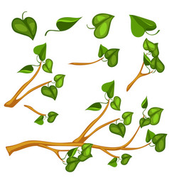 Tree with liana and vine Royalty Free Vector Image