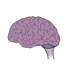 Human Brain Side View Royalty Free Vector Image