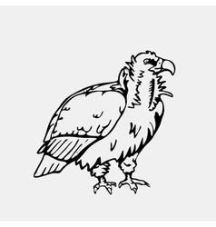 Stencil hawk Royalty Free Vector Image - VectorStock