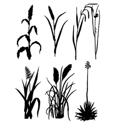 Sorghum Vector Images (45)