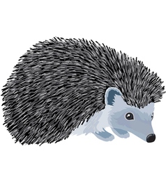 Hedgehog Vector Images (over 3,500)