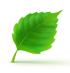 Leaf Vector Images (over 430,000)