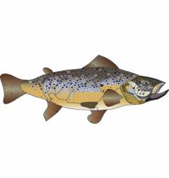 Trout Vector Images (over 2,200)