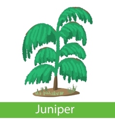 Juniper drawing isolated vintage Royalty Free Vector Image