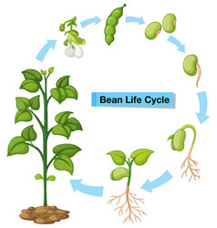 Diagram showing bean life cycle Royalty Free Vector Image