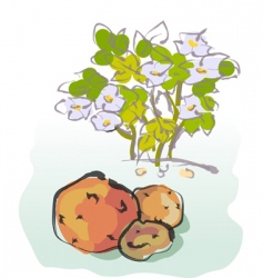 Potato plant Royalty Free Vector Image - VectorStock