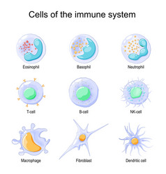 Blood cells the circulatory system is its Vector Image