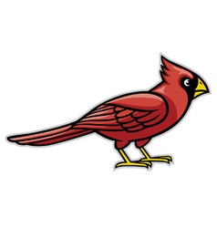 Cardinal bird vector