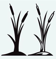 Reed Royalty Free Vector Image - VectorStock