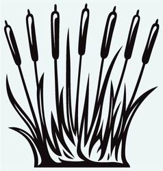 Reed Royalty Free Vector Image - VectorStock