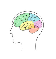 Human brain cartoon Royalty Free Vector Image - VectorStock