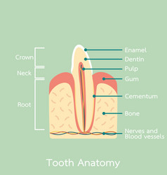 Incisor tooth anatomy structure Royalty Free Vector Image