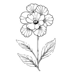 Primrose drawing flower violet hand draw Vector Image