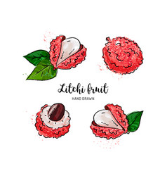 Lychee food fruit set cartoon Royalty Free Vector Image