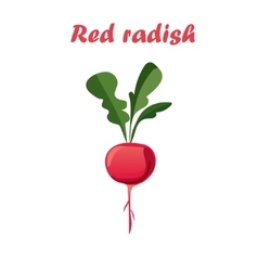 Radish with leaves isolated on white Royalty Free Vector