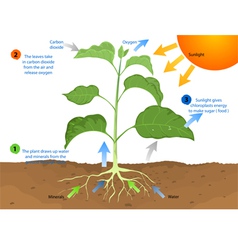 Carbon cycle Royalty Free Vector Image - VectorStock