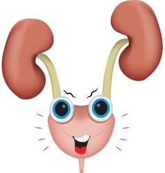 Urinary system isolated Royalty Free Vector Image