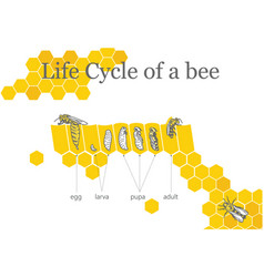 Life cycle a honey bee flat modern Royalty Free Vector Image