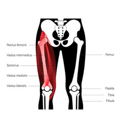 Muscle anatomy Royalty Free Vector Image - VectorStock