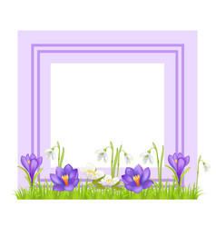 Crocus springtime flowers blooming purple buds Vector Image