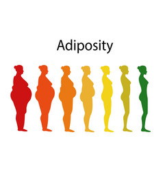 Men obesity evolution and pregnancy stages Vector Image