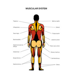 Human muscles the female body Royalty Free Vector Image
