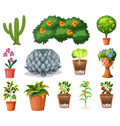 Set different plants in pots isolated on white Vector Image