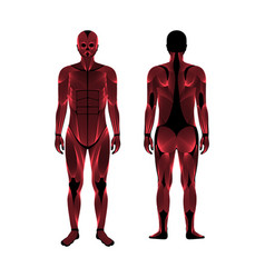 Human muscles the female body Royalty Free Vector Image