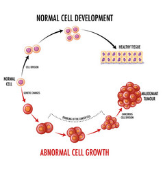 Diagram showing cell and chromosome structure Vector Image