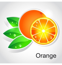 Realistic orange fruit Royalty Free Vector Image