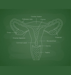 Human heart anatomically correct Royalty Free Vector Image