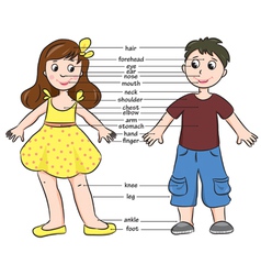 Boy body parts diagram poster Royalty Free Vector Image