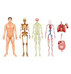Cartoon poster with a human body system Royalty Free Vector