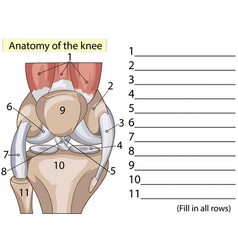 Human knee joint anatomy ligaments Royalty Free Vector Image