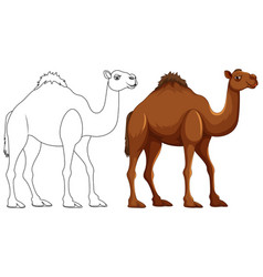 Walking camel isolated Royalty Free Vector Image