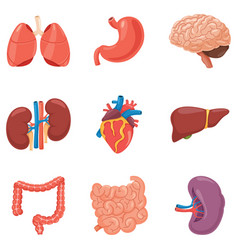 Five senses concept with human organs Royalty Free Vector