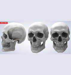 Anatomically correct human skulls set isolated Vector Image