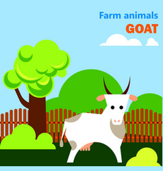 Educational flashcard pig sporting in a mud puddle