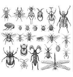 Cartoon insects Royalty Free Vector Image - VectorStock